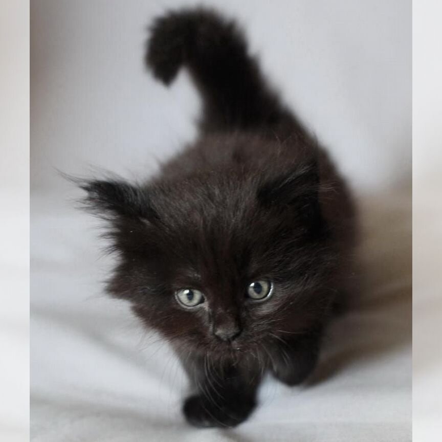 Сибирские котята, девочки