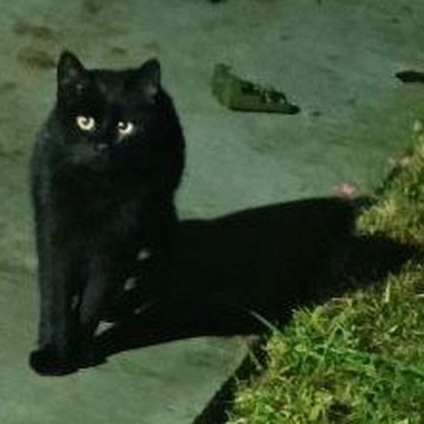 Взрослая кошка в добрые руки