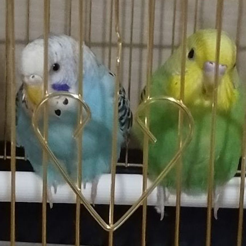 Волнистый попугай с клеткой и с кормом