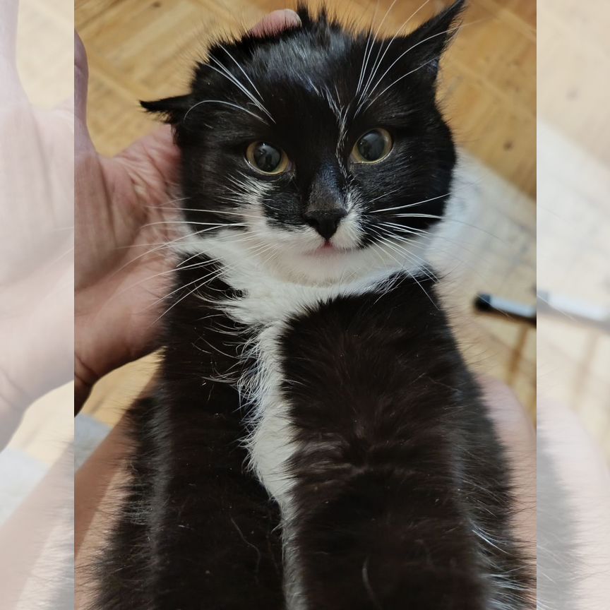 Котёнок в добрые руки