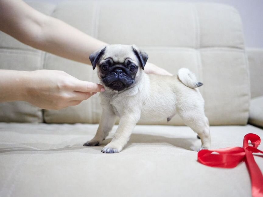 Щенки мопса