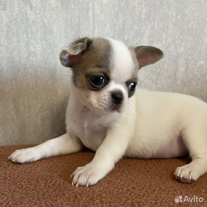 Милашная девочка чихуахуа