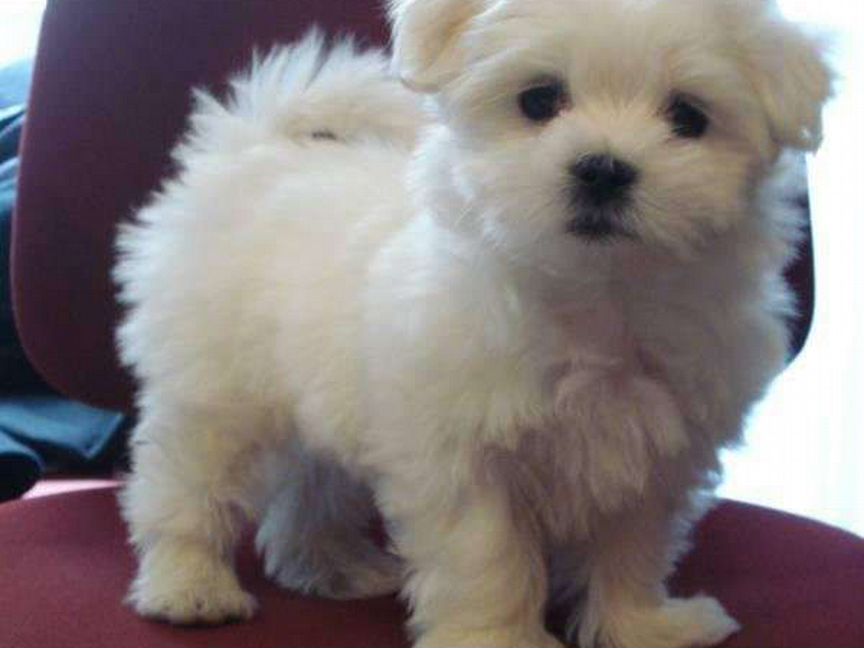 Мальтийская болонка мальтезе щенки