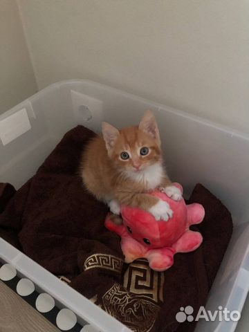 Рыжий котенок девочка