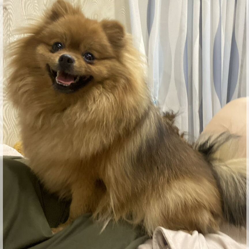 Померанский шпиц, щенок