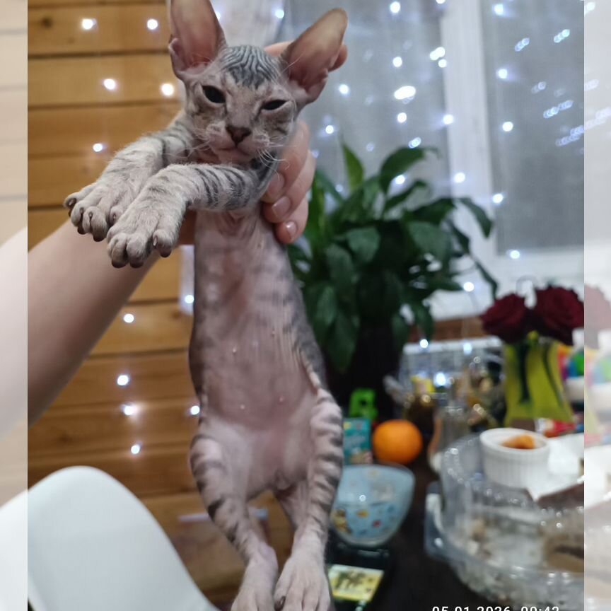 Донской сфинкс котёнок