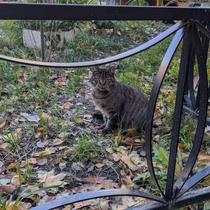 Молодого котика лишили дома наследники