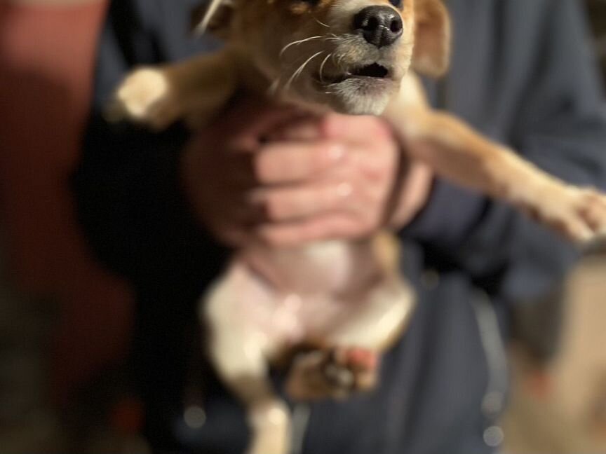 Двортерьер