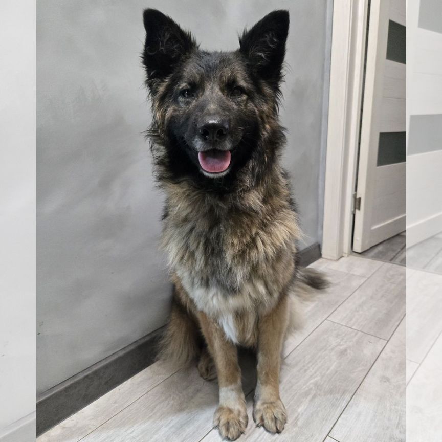 Восточноевропейская овчарка, щенок