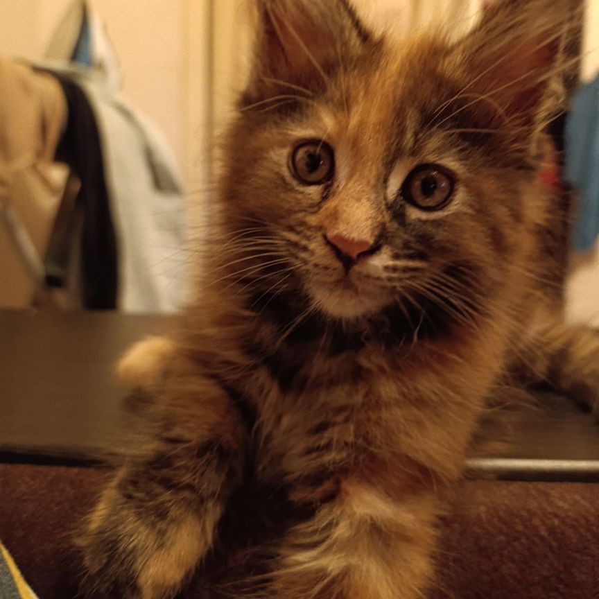Котята мейкун