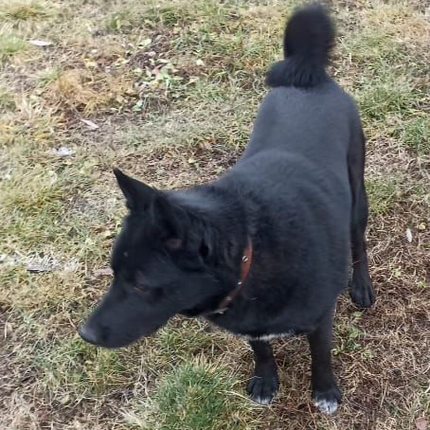 Русская европейская лайка