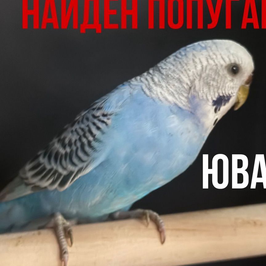 Найден волнистый попугай
