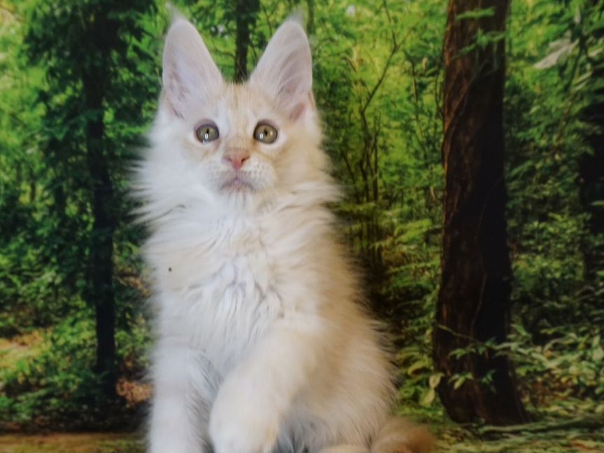 Мейн-кун, мальчик