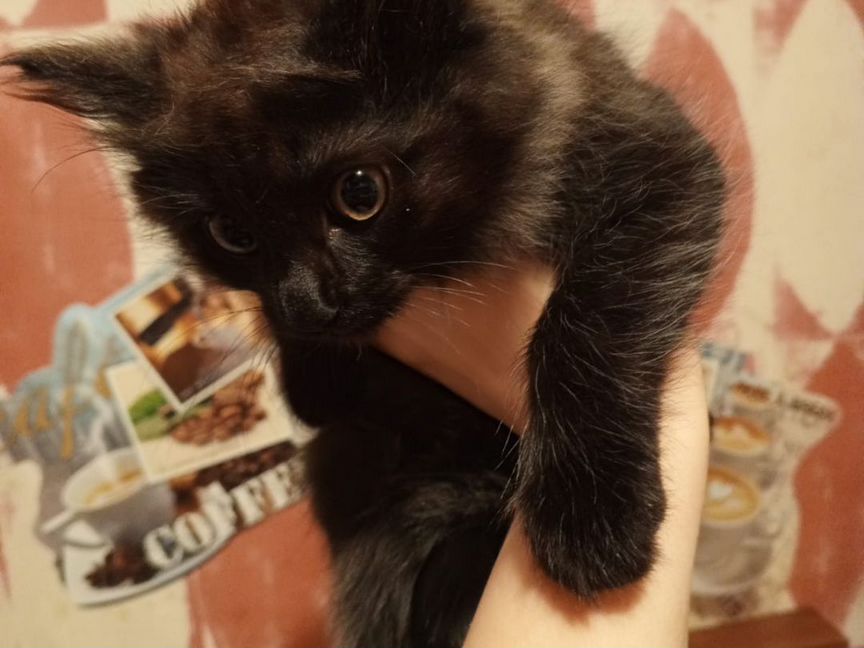 Пушистая девочка 2 мес ищет дом