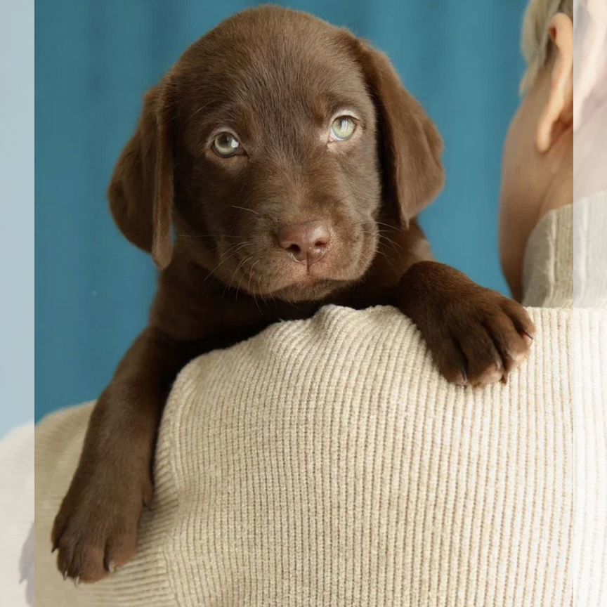 Лабрадор-ретривер, щенок