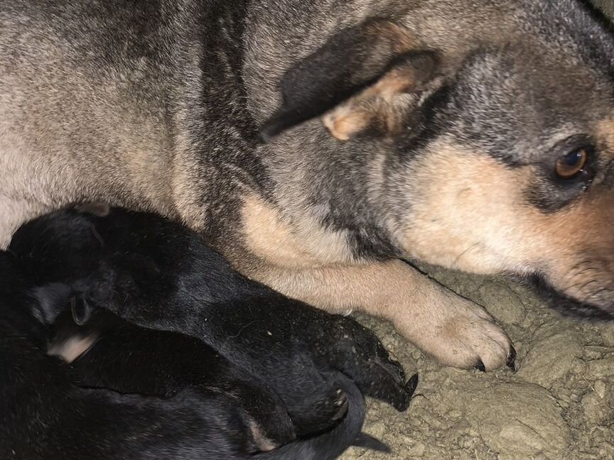 Щенки ланкаширский хилер