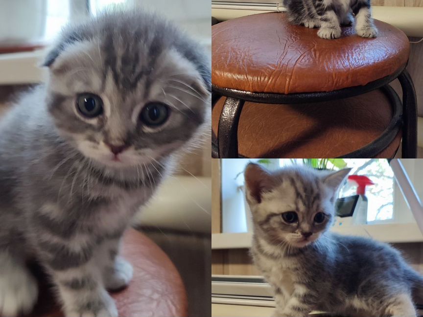 Шотландские котята