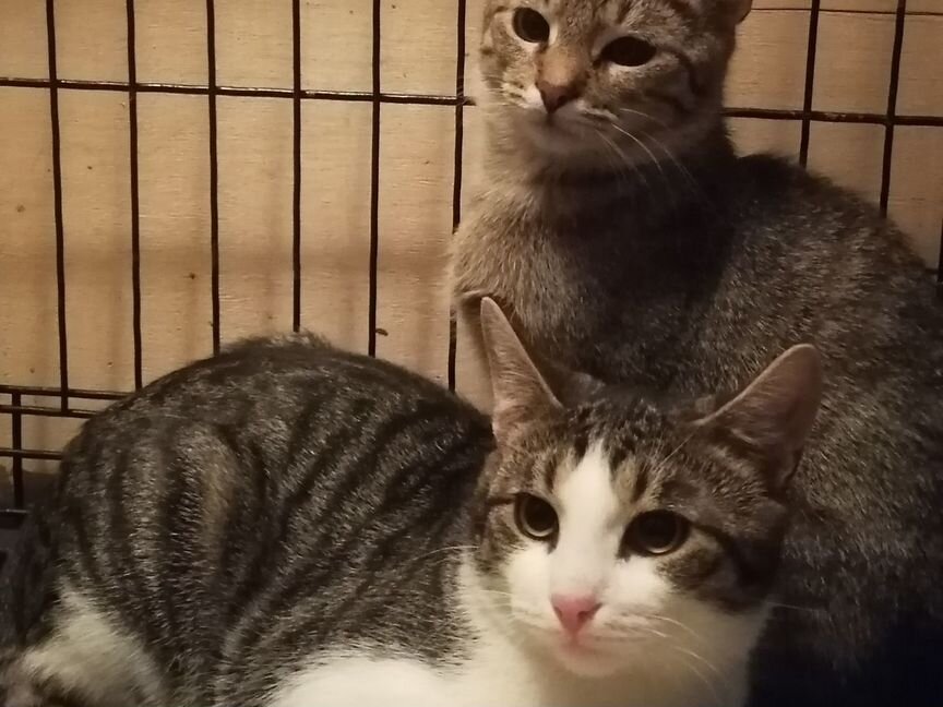 Котята в добрые руки бесплатно