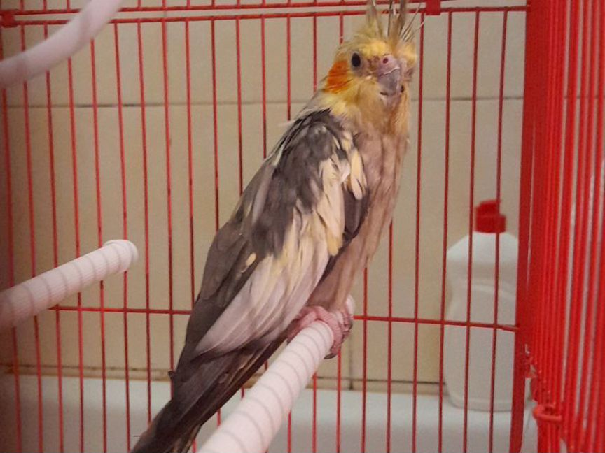 Найден Попугай корелла Коптево