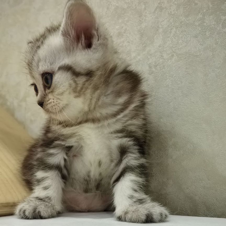 Шотландский прямоухий короткошёрстный котёнок
