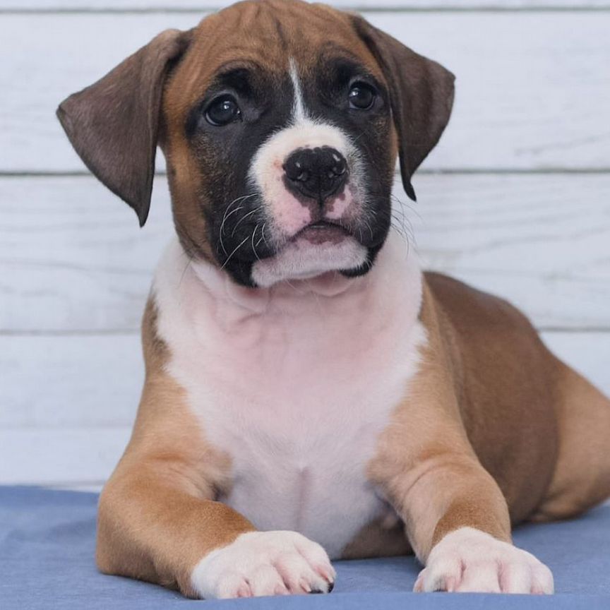 Элитный щенок от интернациональный чемпионов