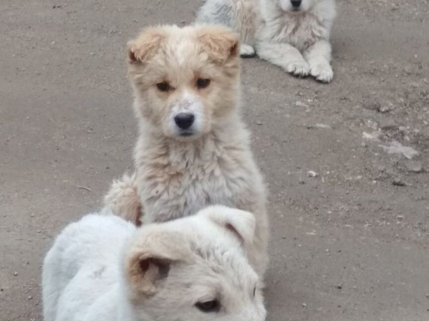 Отдам в добрые руки