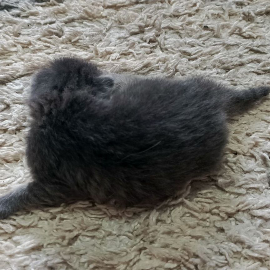 Шотландский вислоухий короткошёрстный котёнок