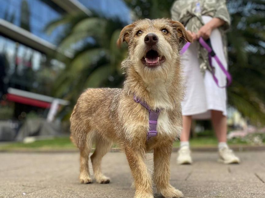 Маленькая собака в добрые руки