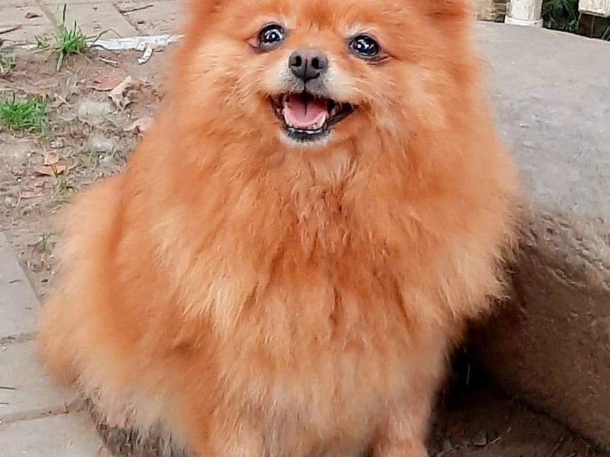 Девочка ищет новый дом