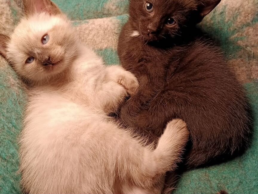 Котята домашние