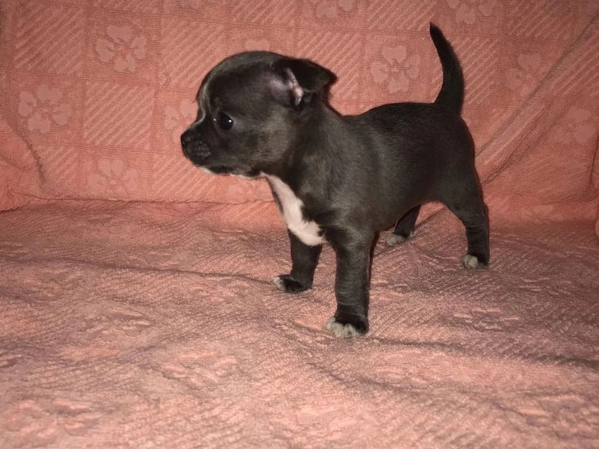 Чишки-ребятишки