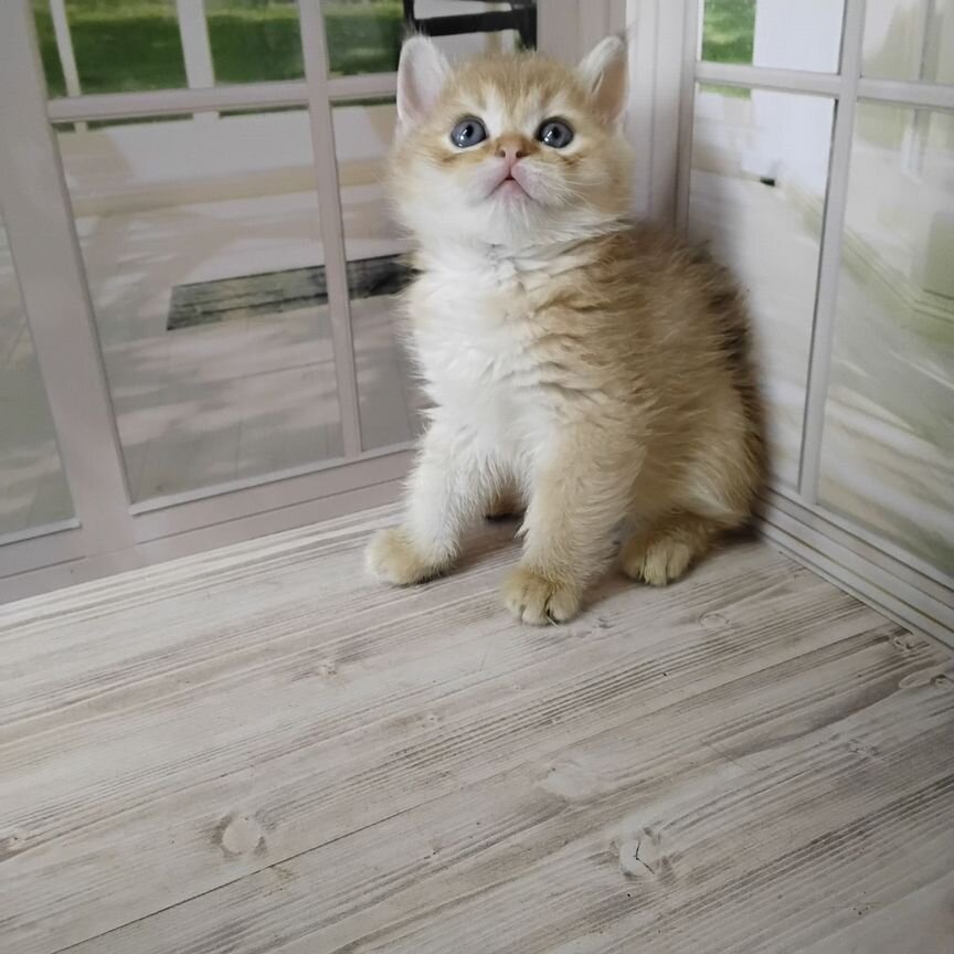 Шиншиллы шоколадные