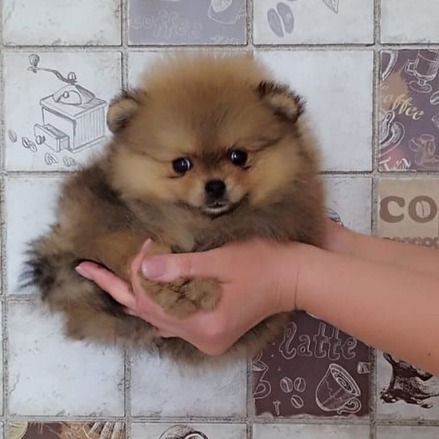 Щенки шпица с докум