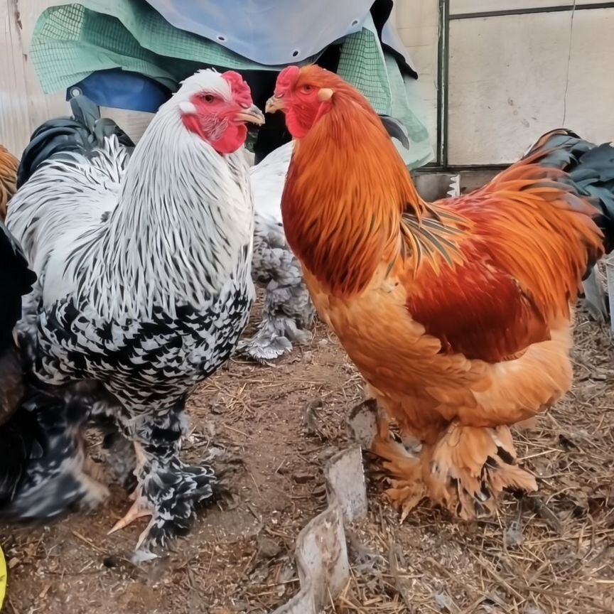 Петушки Брама