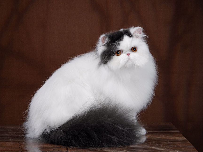 Персидская