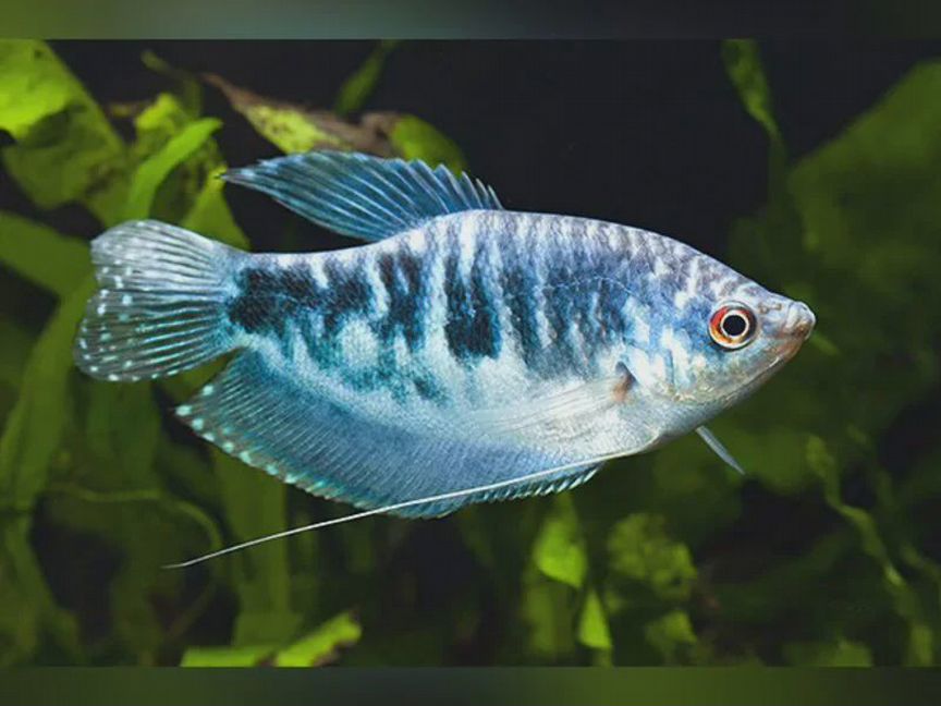 Аквариумные рыбки гурами(разные виды)