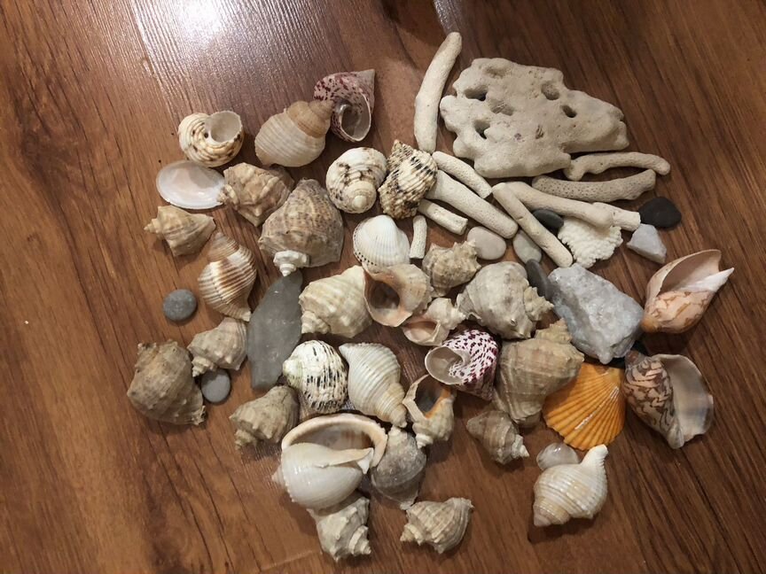 Дары океана (ракушки кораллы)