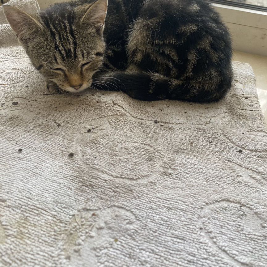 Котенок