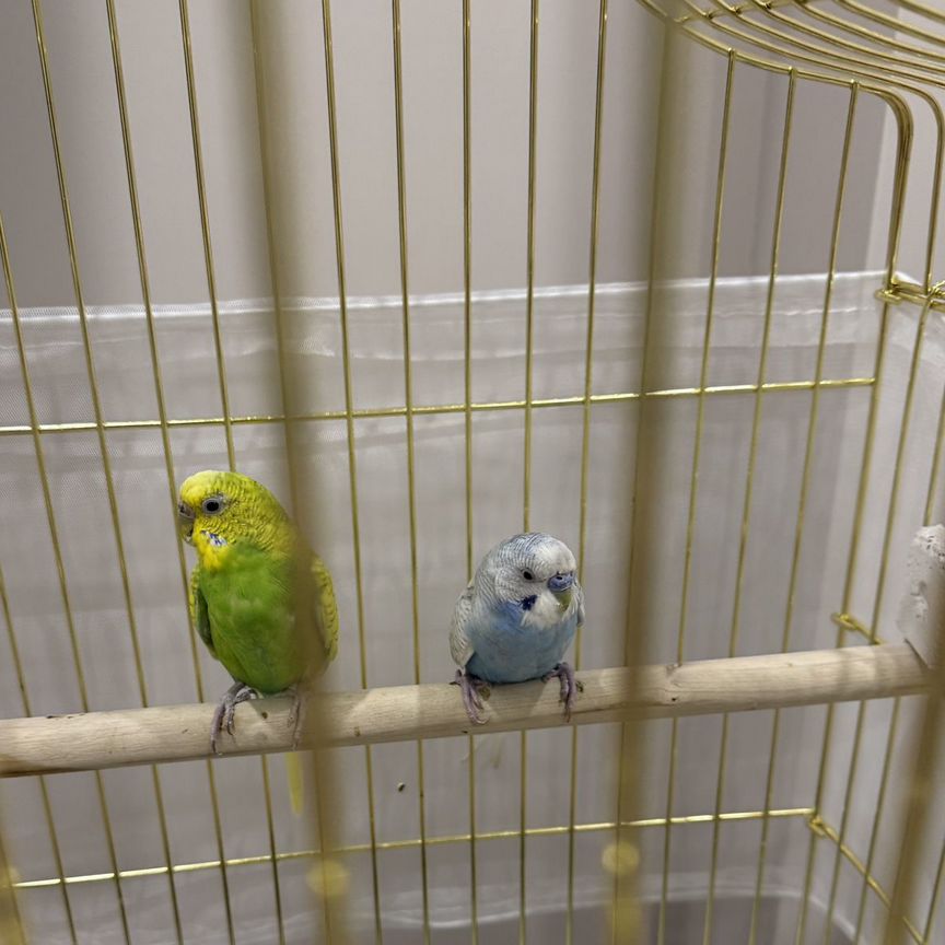 Волнистые попугаи с клеткой