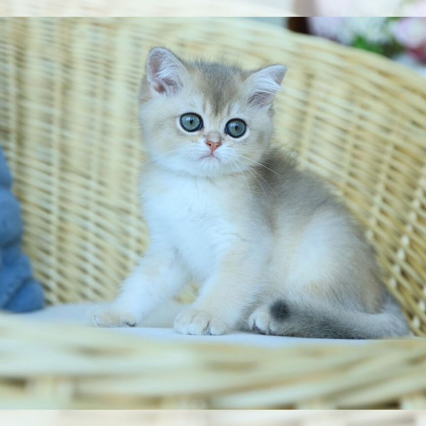 Британский короткошёрстный котёнок