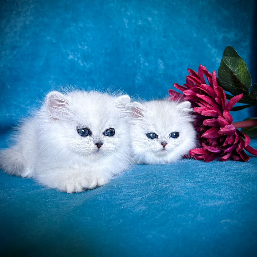 Персидские котята, персидские шиншилллы