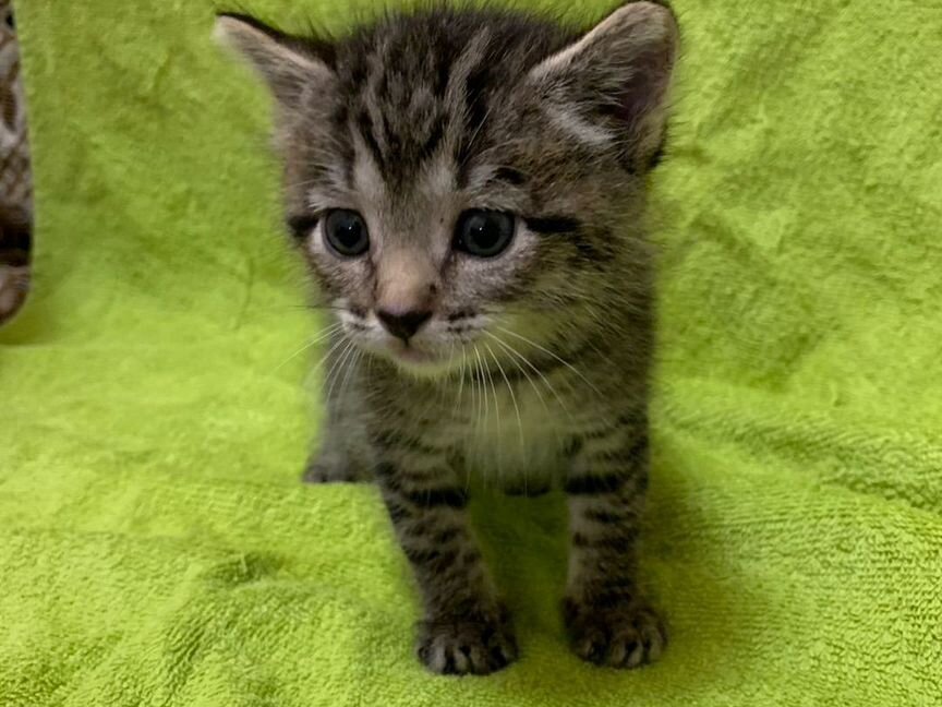 Сладкие малыши