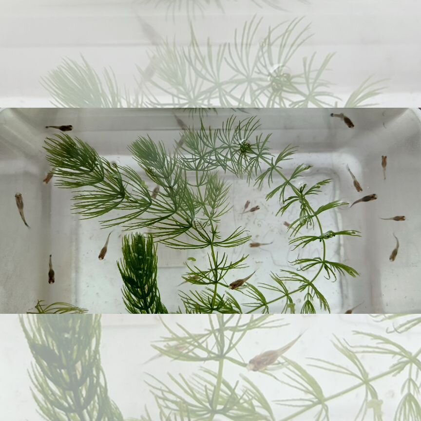 Гуппи подростки 3-4 месяца