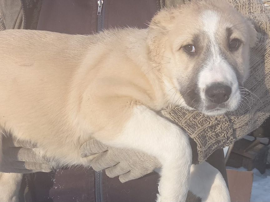 Среднеазиатская овчарка