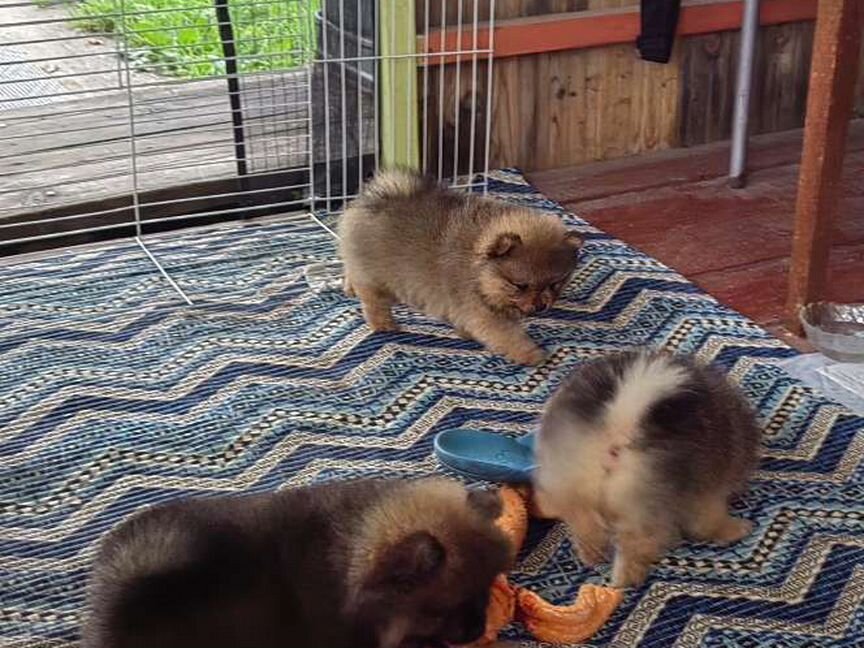Щенки шпицули