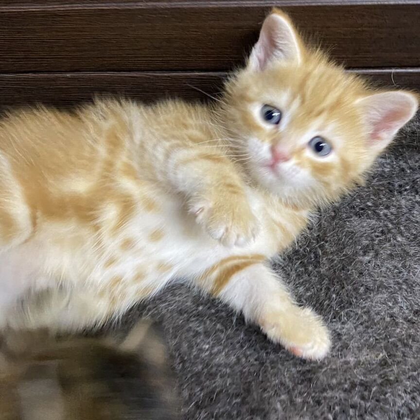 Британский длинношёрстный котёнок