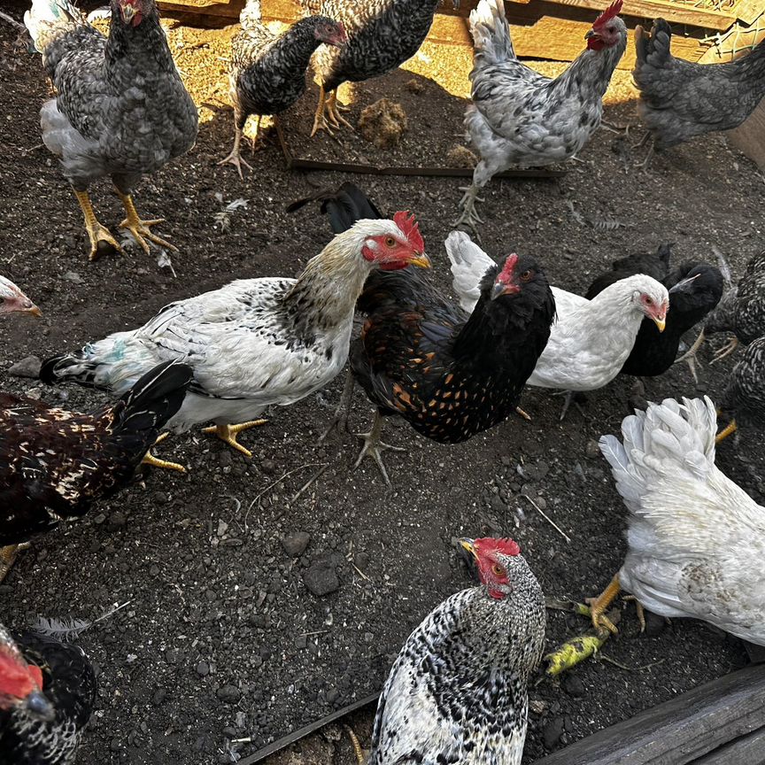 Молодые петушки породистые