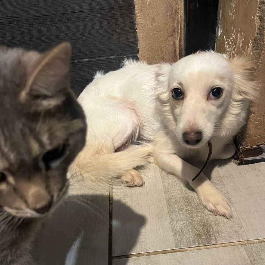 Взрослая собака в добрые руки