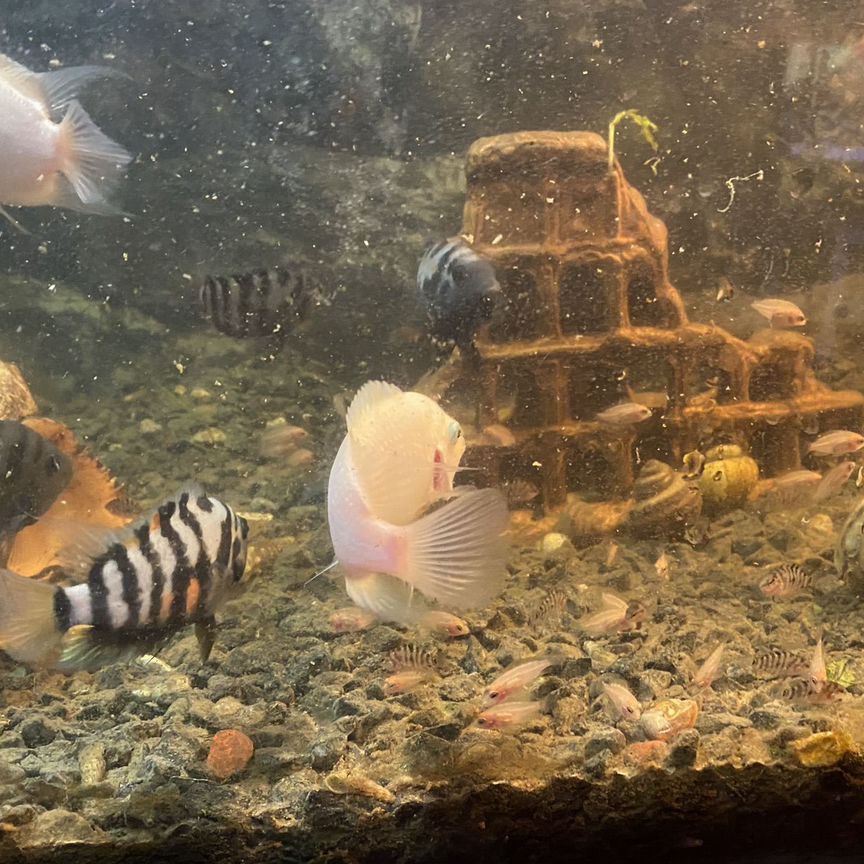 Аквариум с крышкой и подсветкой, с рыбами