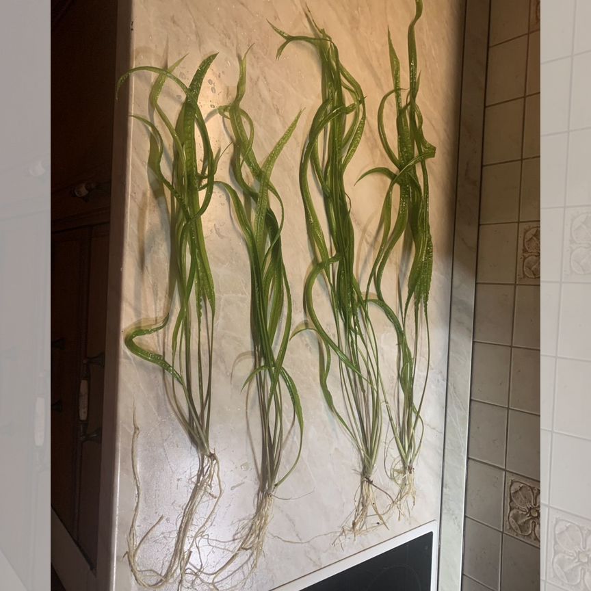 Криптокарина балансе